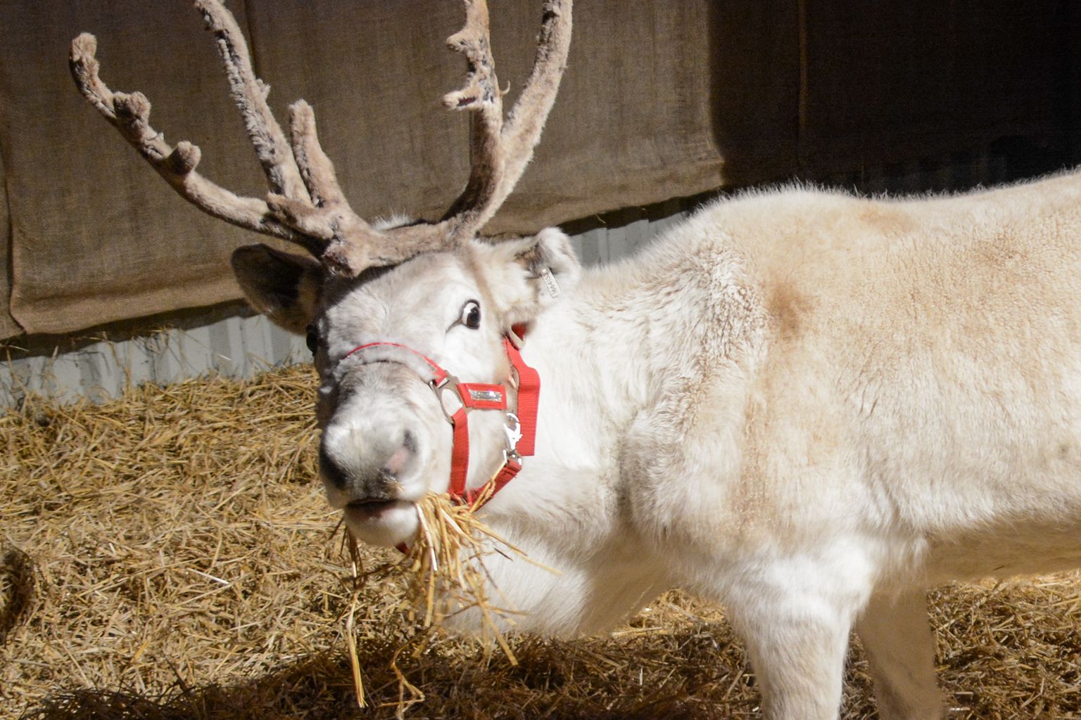 Dorset farm puts on Christmas Lights and Reindeer Experience | News ...