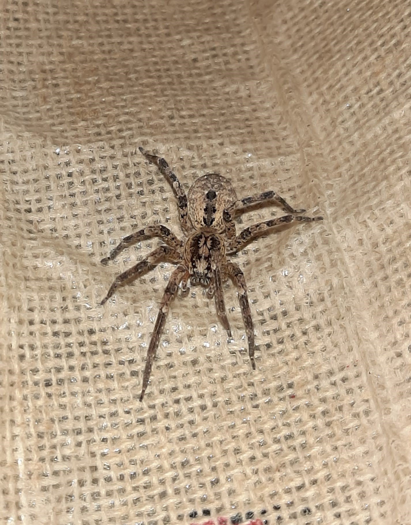 Mediterranean spider spotted in Dorset for the first time | News ...