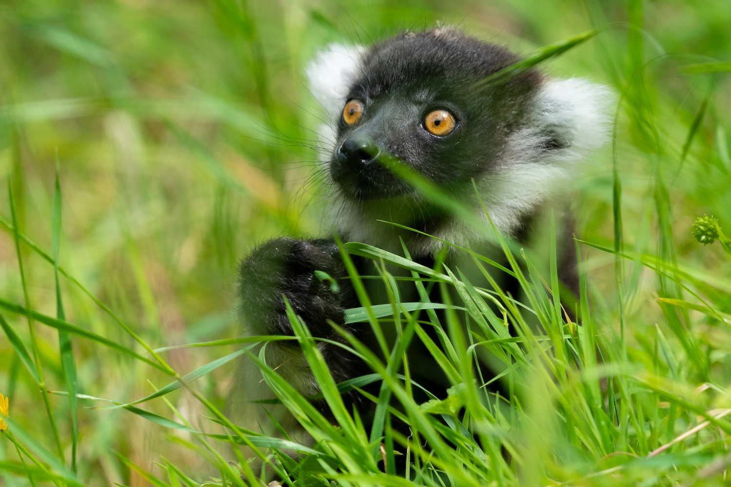 Counting creatures for Marwell Zoo's annual stock take | News ...