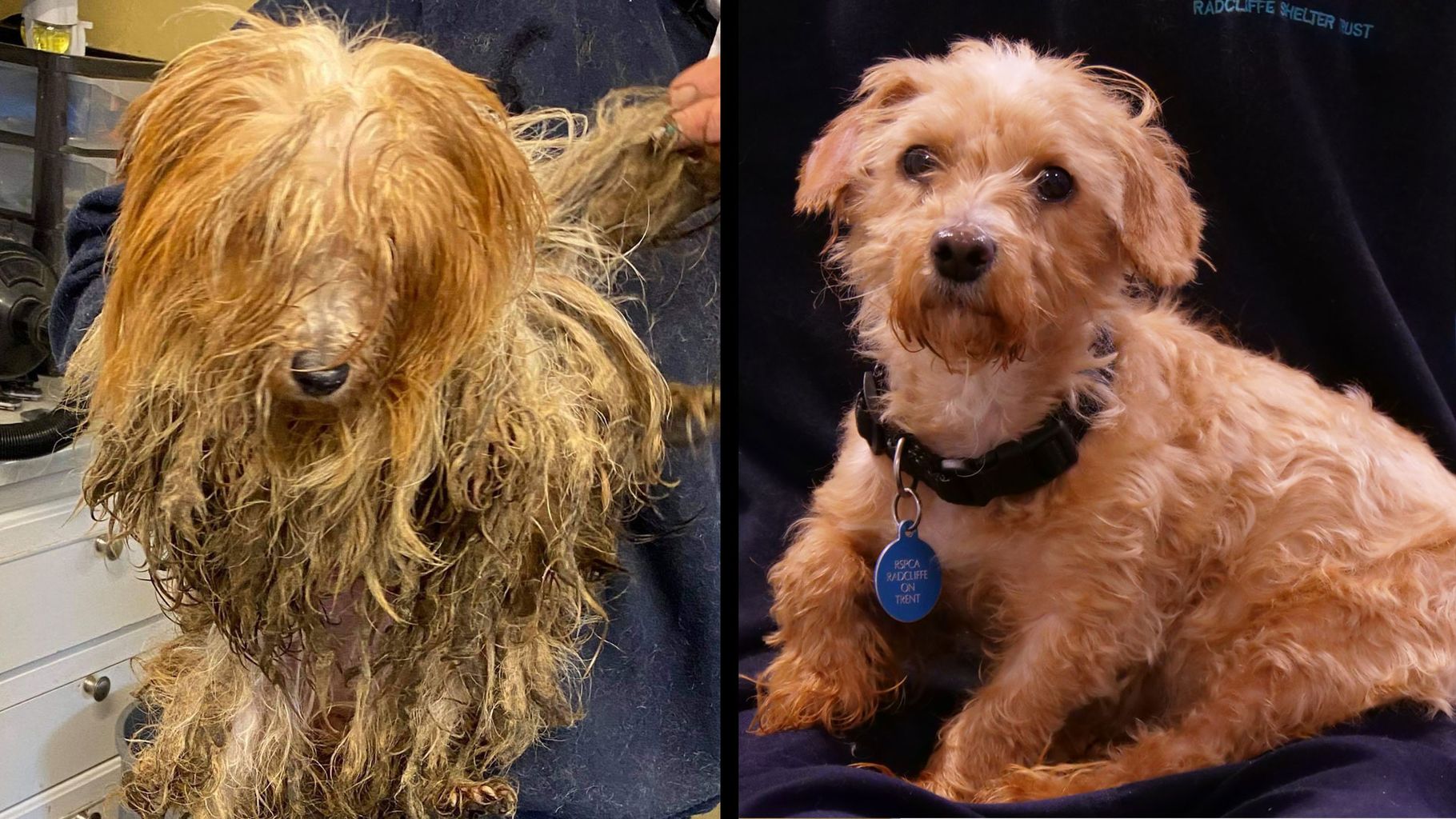 Neglected dogs become pampered pooches