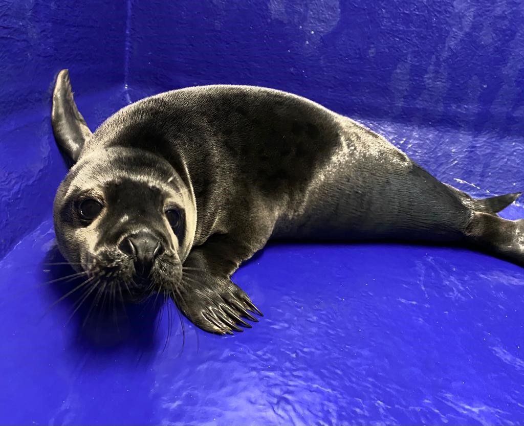 Rare seal pup whose coat looks almost black rescued off the Cornish ...
