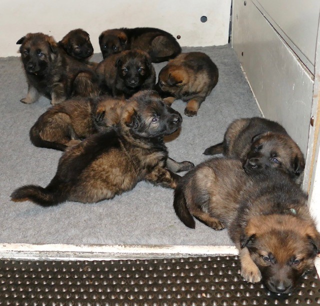Devon and Cornwall Police's new G-litter puppies finally have names ...