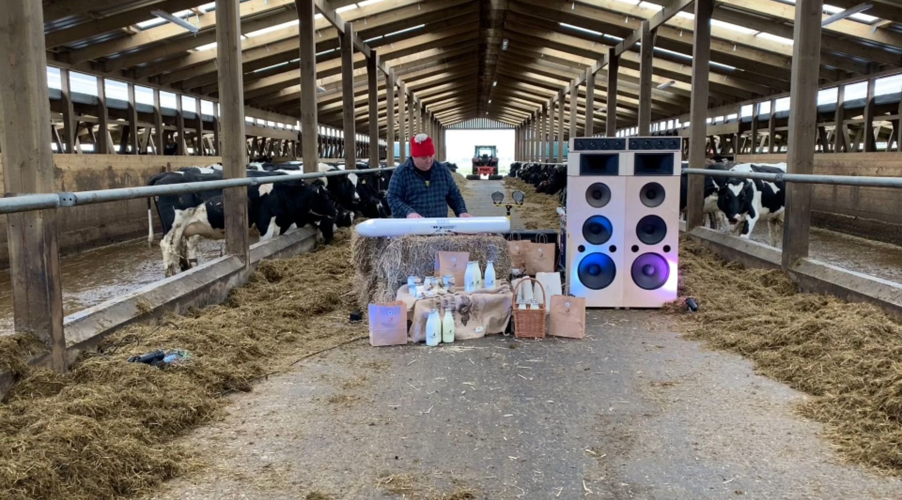 An a-moo-sing gig: musician plays for jazz loving cows