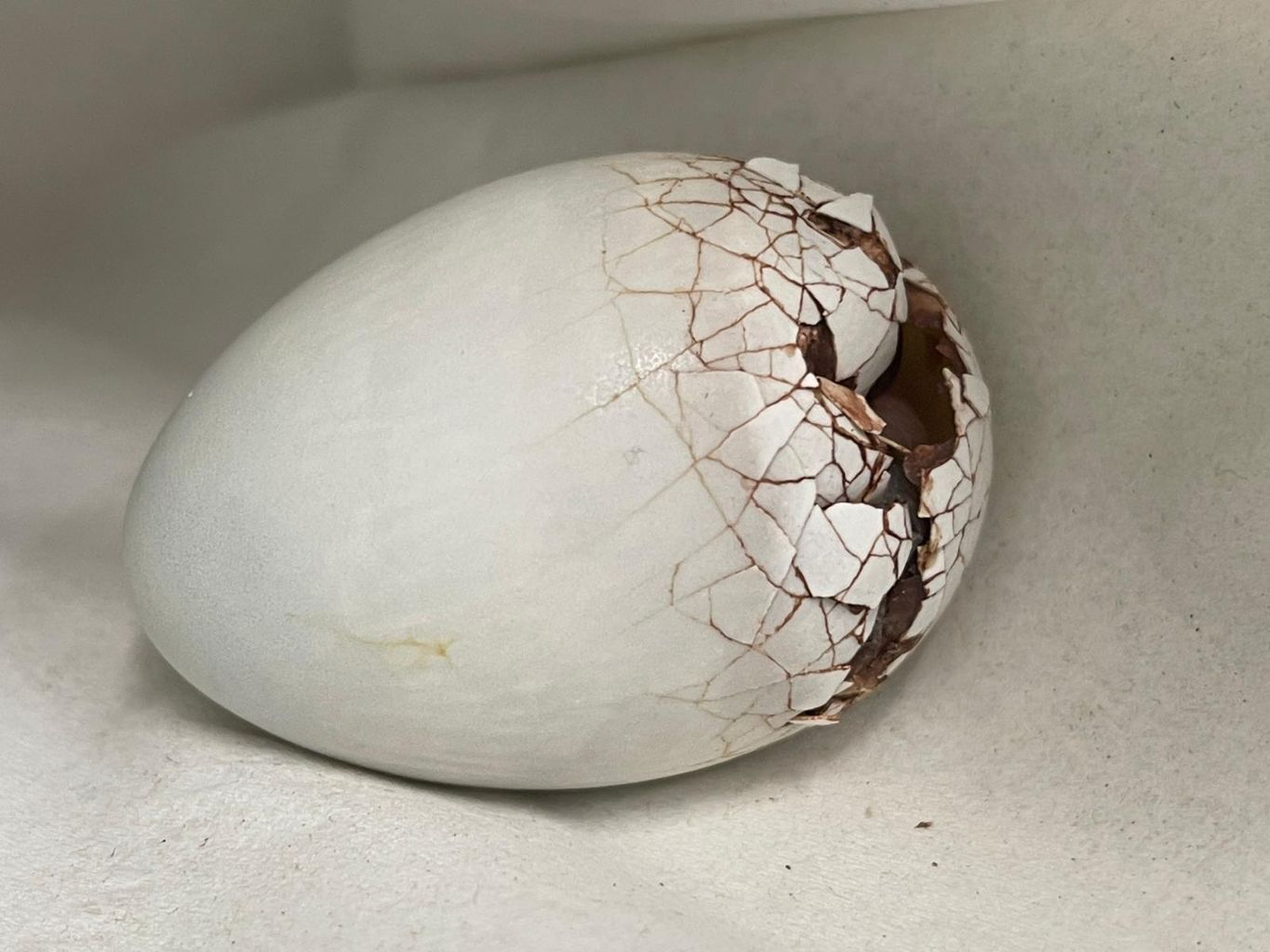 People flock from around the world to watch Lincolnshire parrot egg ...
