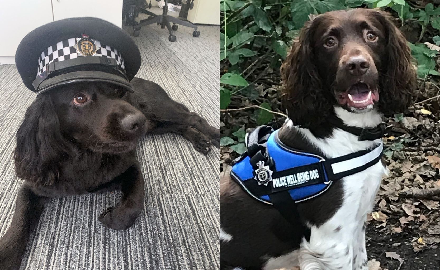 Mental health wellbeing dogs support police officers in Sussex | News ...