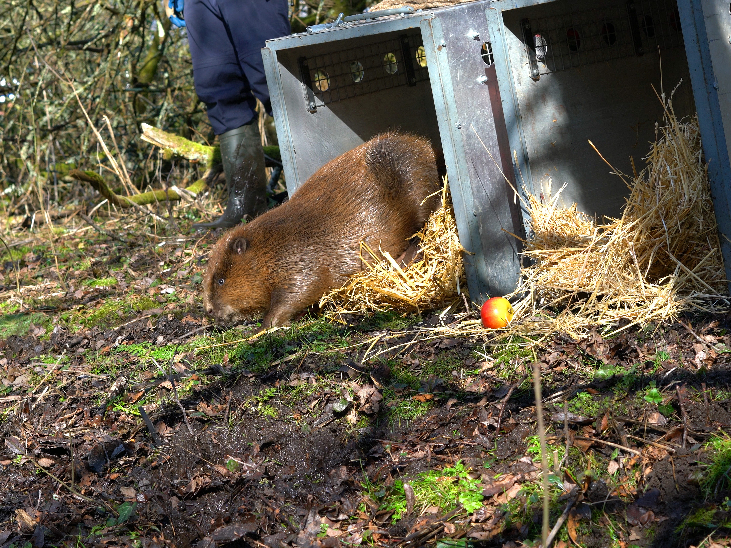 Beavers are back in Dorset after a 400 year absence | News - Greatest ...