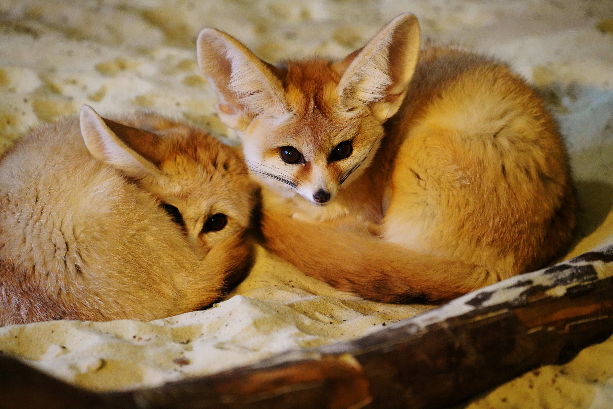 Two tiny foxes find love in Longleat as keepers hope for perfect match ...