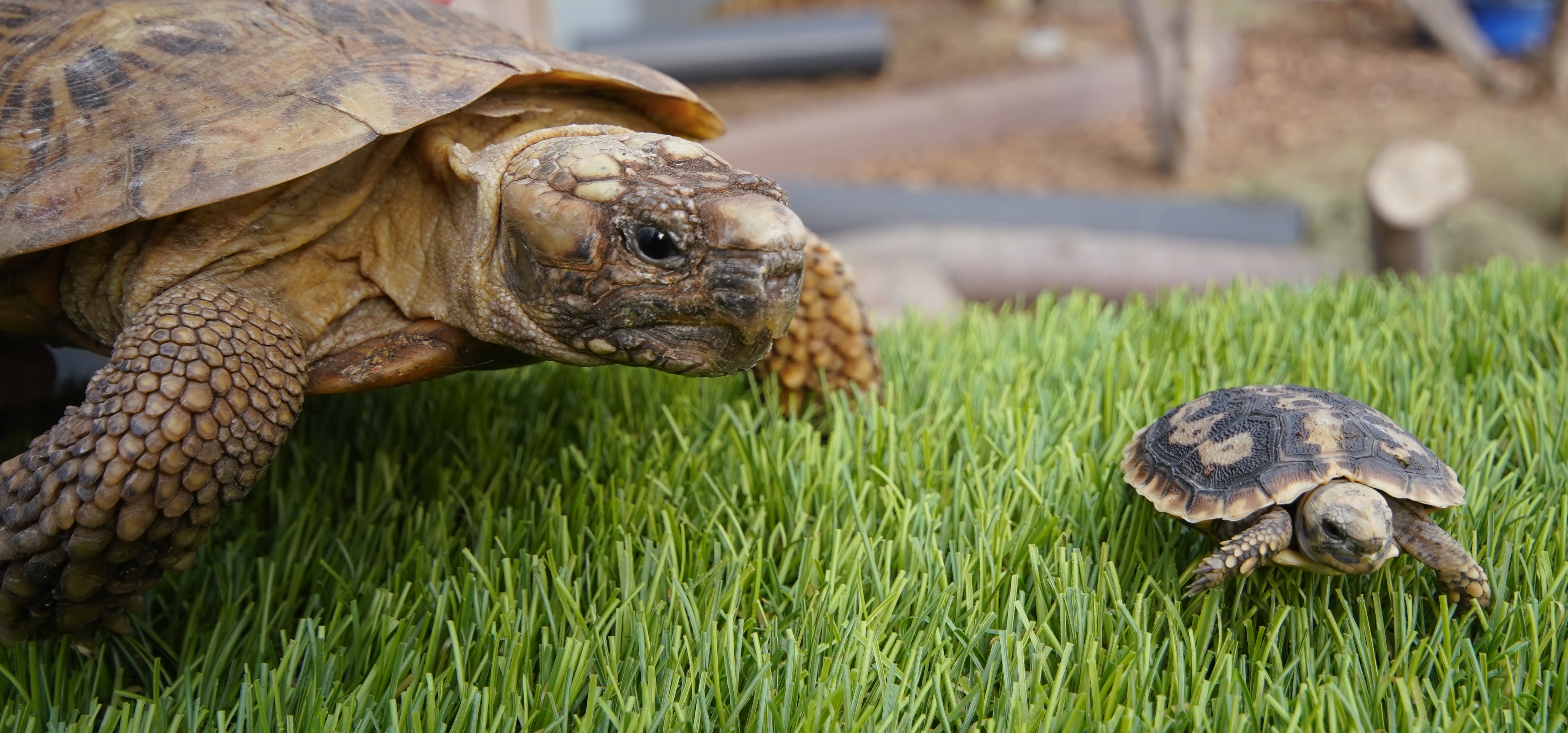 Keepers at Longleat celebrate Pancake Day with a difference! | News ...