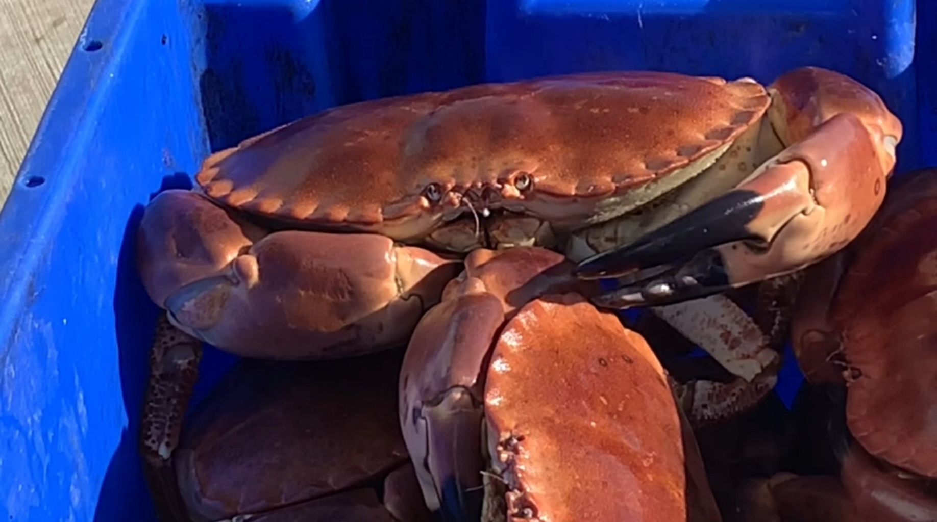 Shellfish exporter which operates across Cornwall warns some small ...