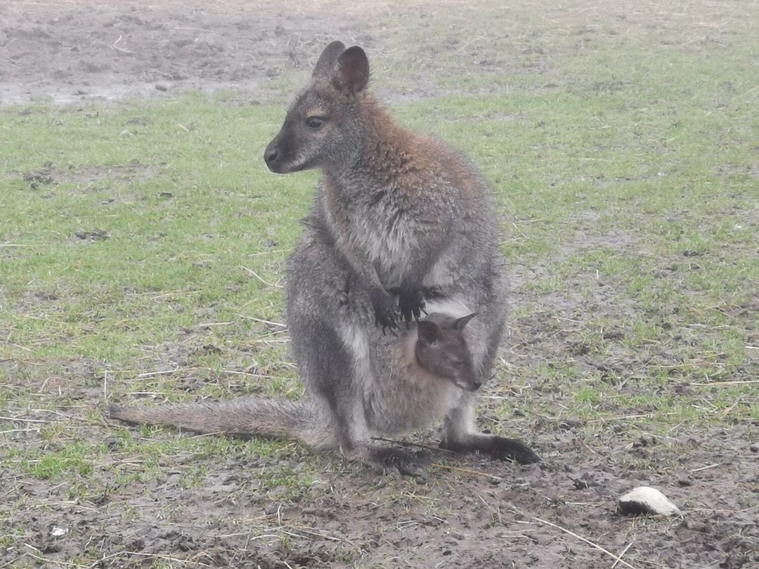 Fancy's Farm on Portland bouncing with joy over baby wallabies | News ...