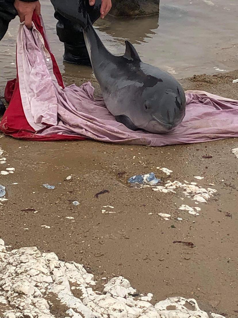 Porpoise rescued at East Runton