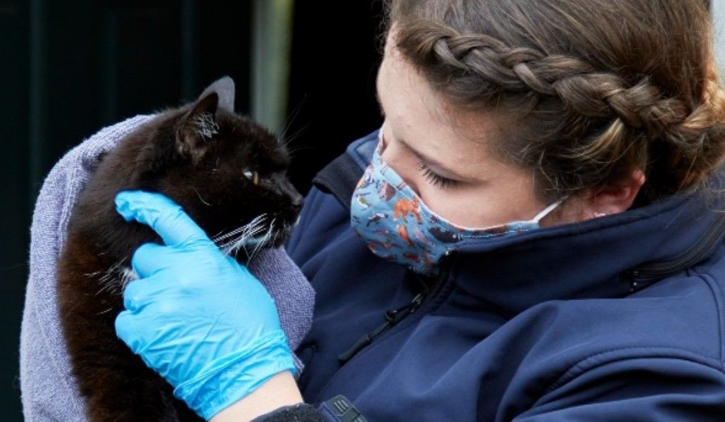 RSPCA answers almost MILLION calls since first lockdown and over 1,500 ...