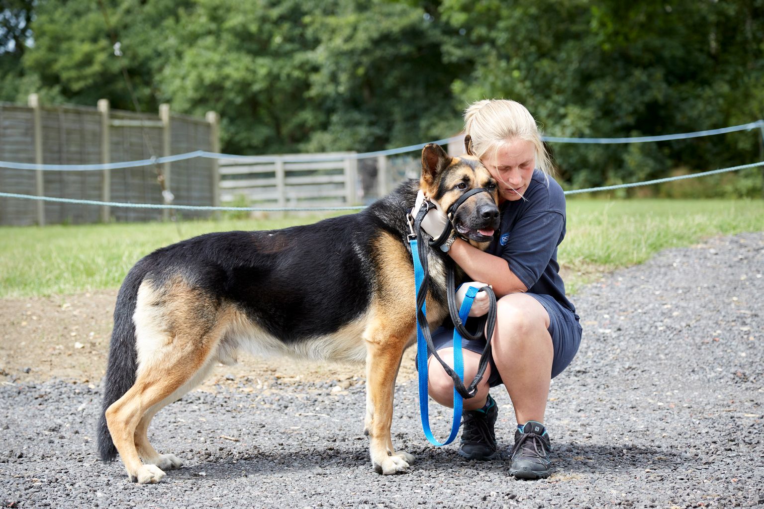 RSPCA deal with more than 1,600 lockdown incidents in West Sussex ...