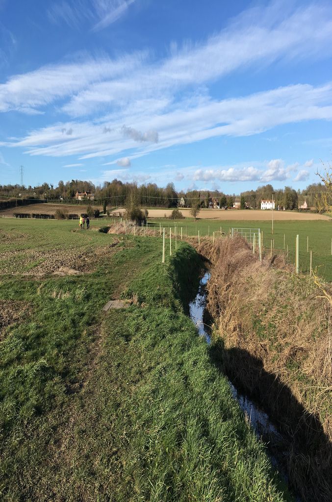 Extra trees to provide boost for Suffolk rivers