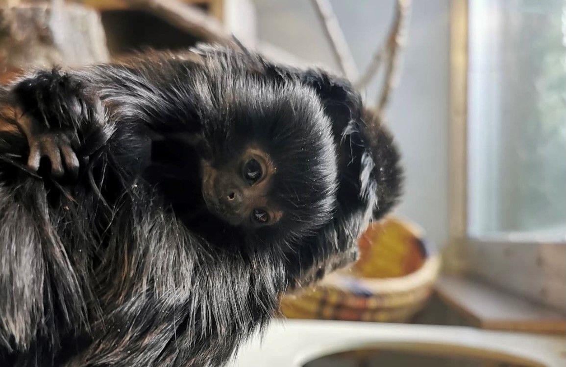 Rare & endangered animals find new homes in Cornwall during lockdown ...