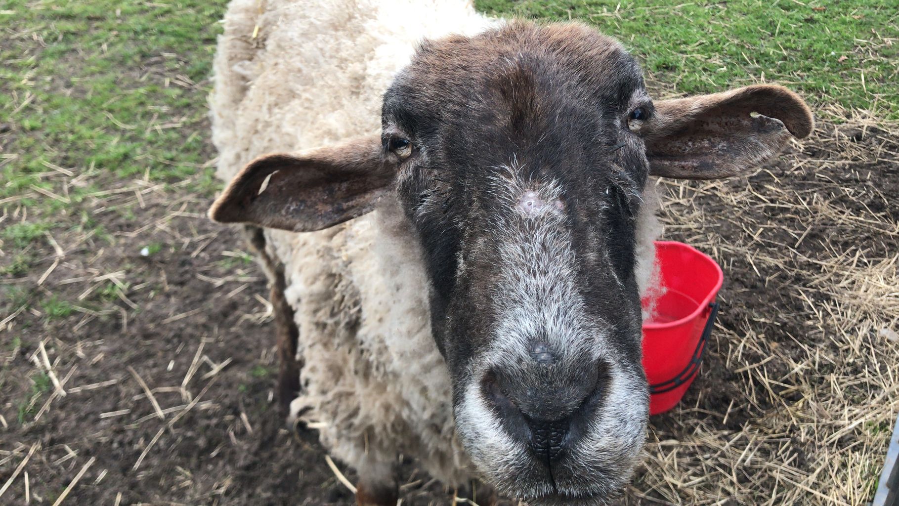 The Birmingham farm in the middle of Balsall Heath
