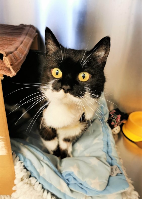 Charity warning after cat found seriously injured in Wisbech