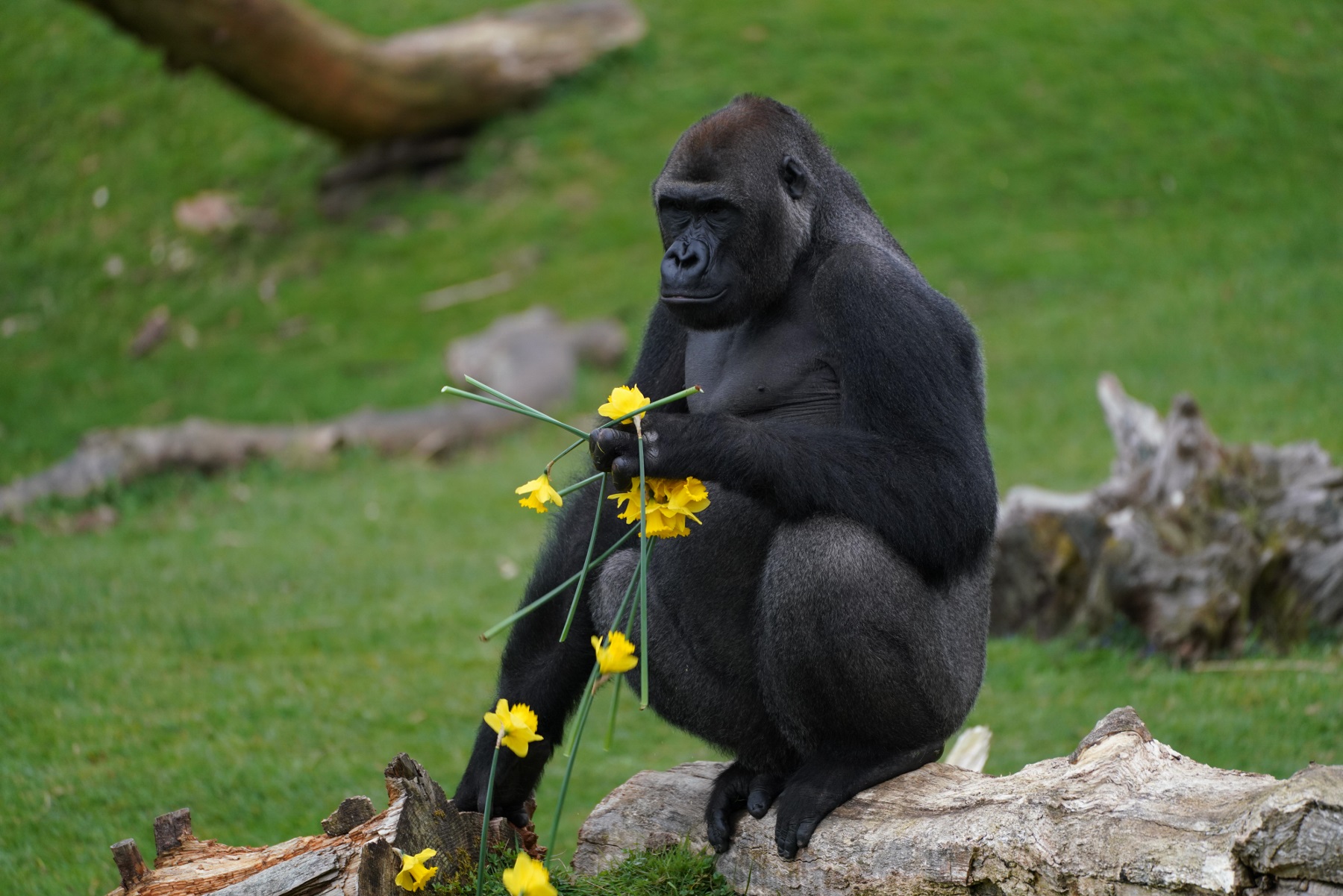 PICTURES: Spring has sprung for Longleat's gorillas