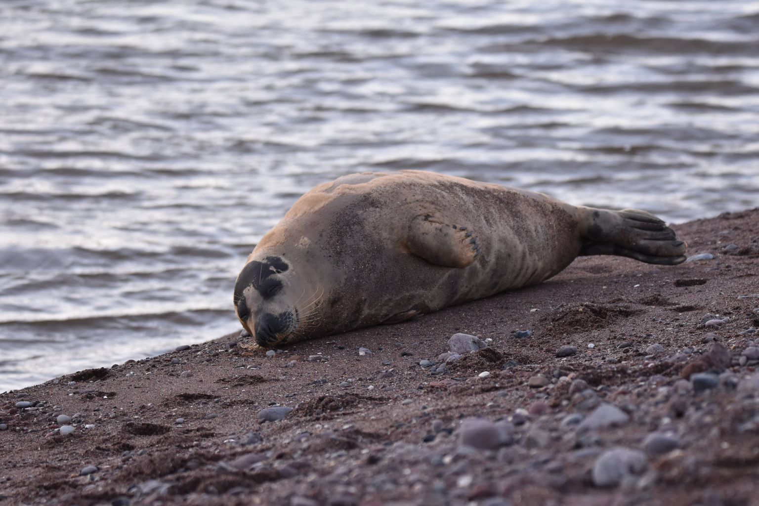 Reward offered after signs urging people to give a seal space were ...