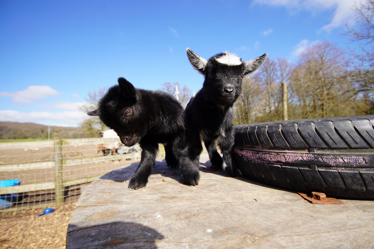 Spring has sprung as a pair of Longleat's resident goats give birth to ...