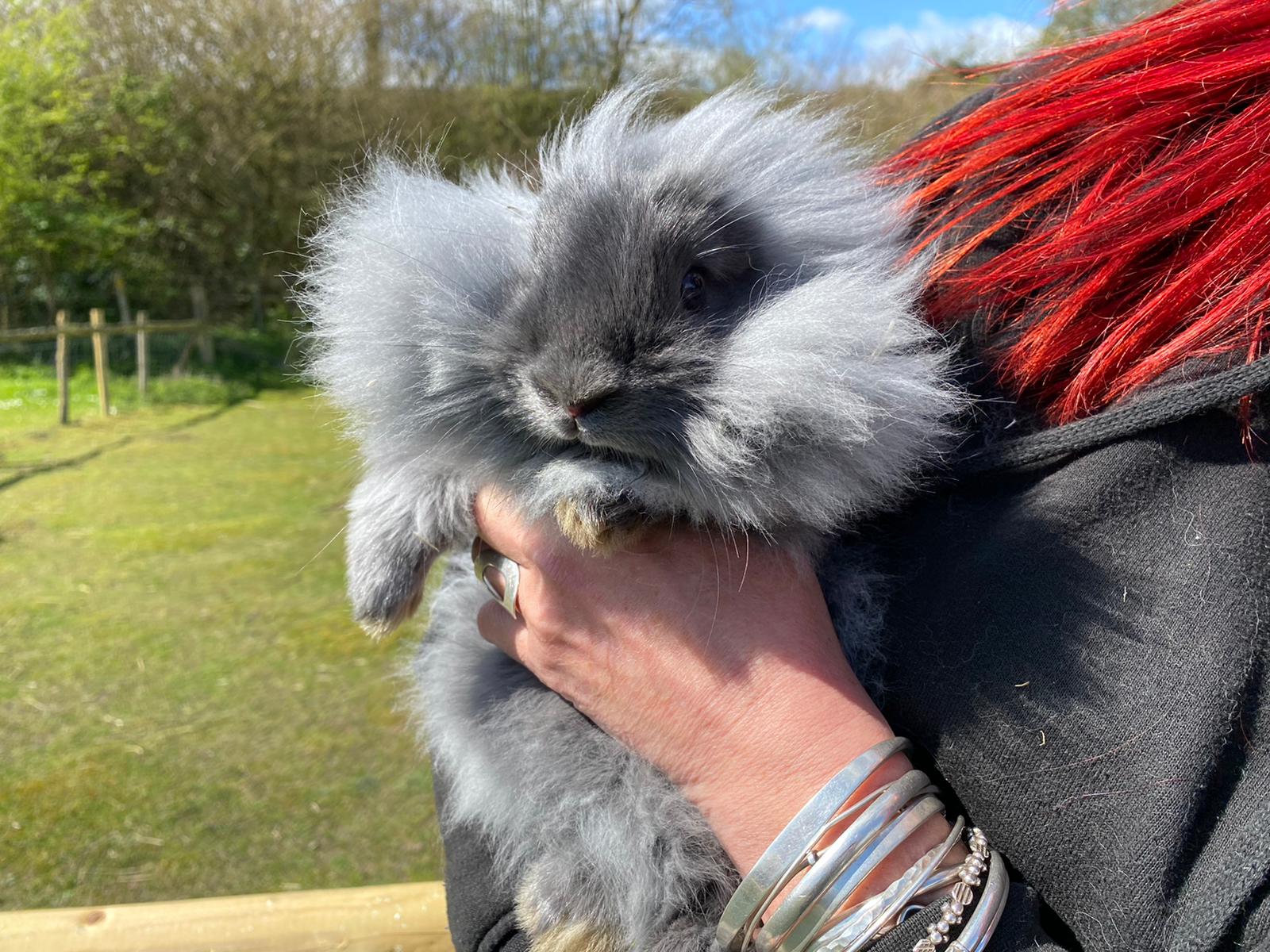 Visitors return hailed as "fantastic" by Salisbury community farm