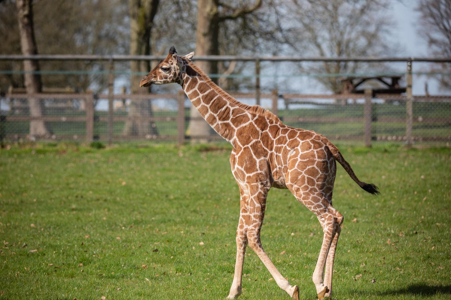 Giraffe calf takes first steps at Whipsnade | News - Hits Radio (London)
