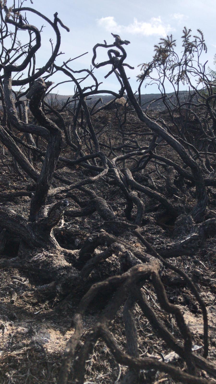 MOURNES FIRE: '500 acres of cherished habitat now in ruins' | News ...