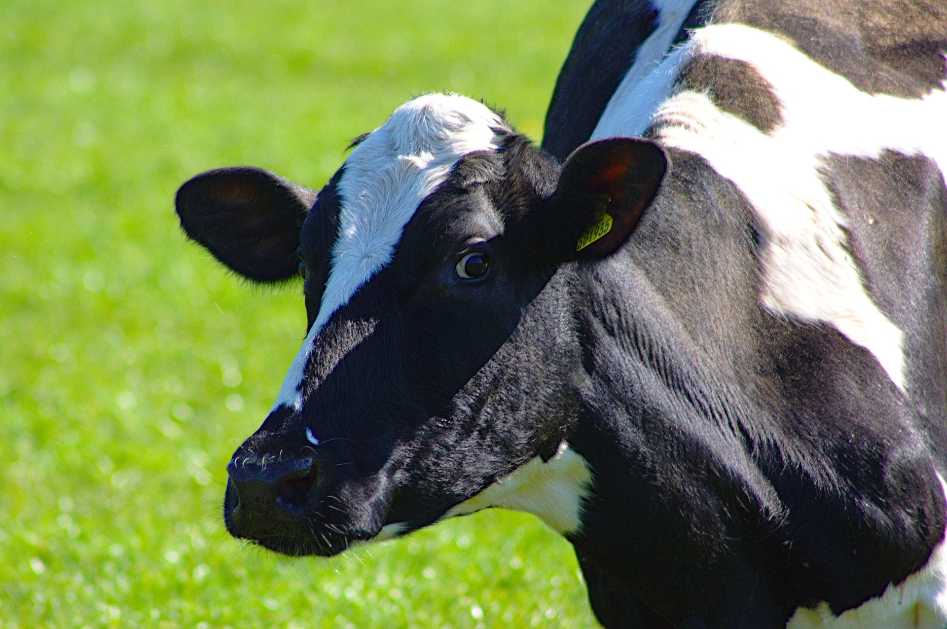 Police have issued a safety warning after a man was seen chasing cattle ...