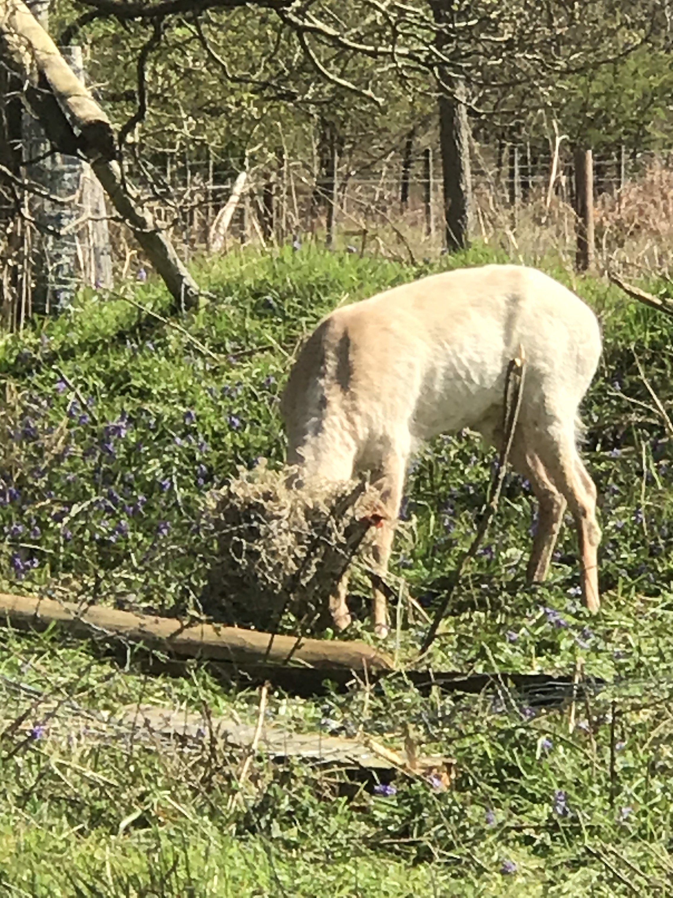 hampshire firefighters rescue deer stuck in fence