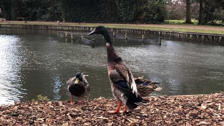 York Uni's massive mallard, 'Long Boi', goes viral | News - Greatest ...