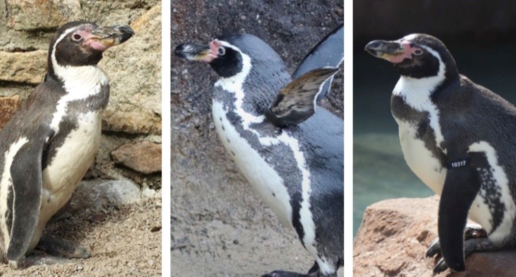 Cornwall believed to be home to three of UK's oldest penguins