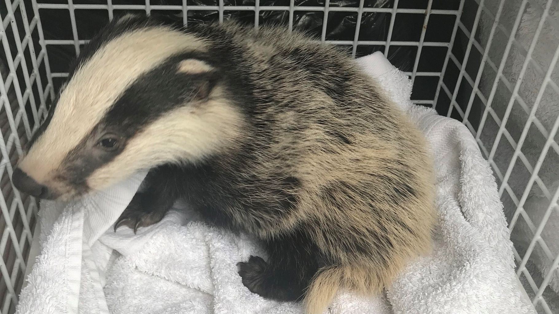 Badger cub rescued in York | News - Greatest Hits Radio (York and North ...