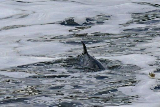 Hopes of saving the Thames whale are running out | News - Hits Radio ...