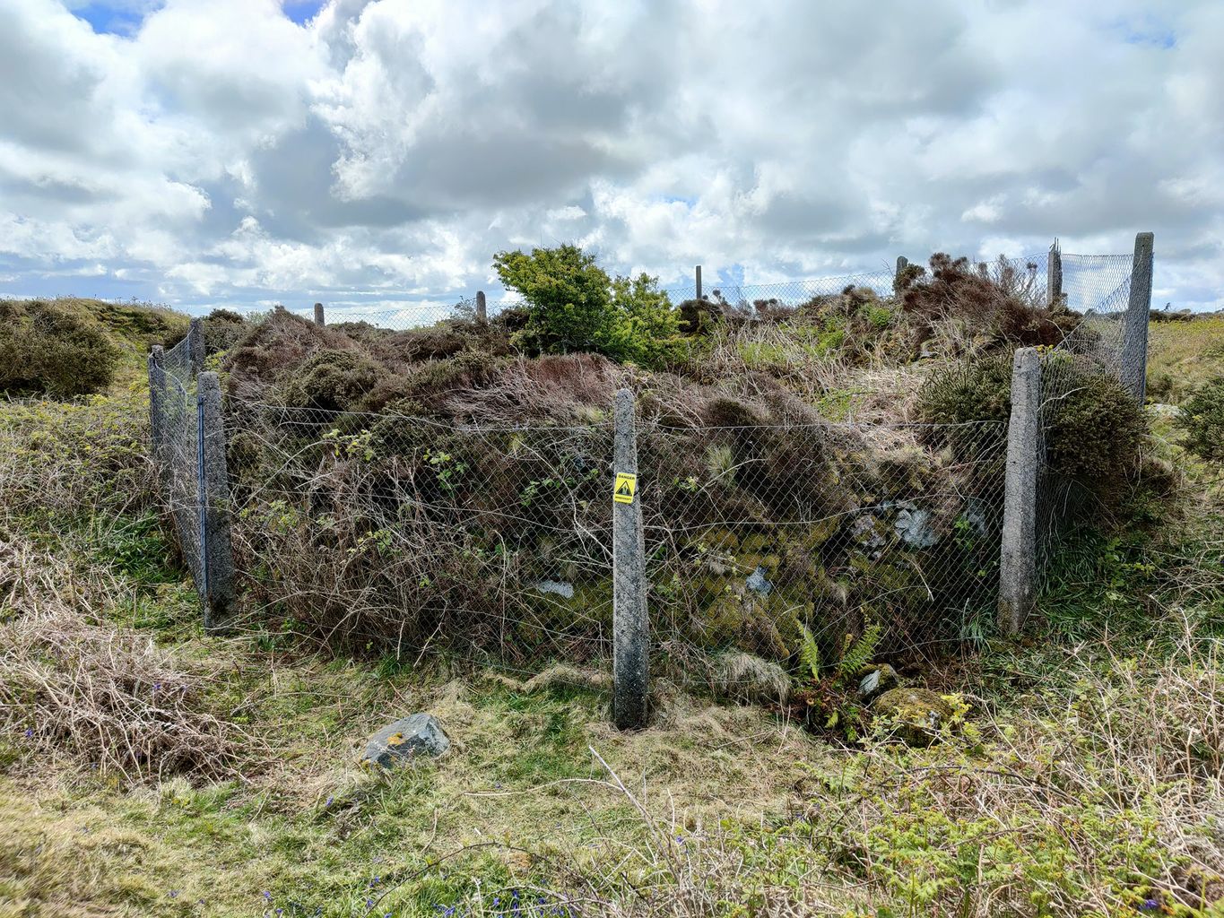 Betsie the Jack Russell reunited with owner after falling 20ft down ...