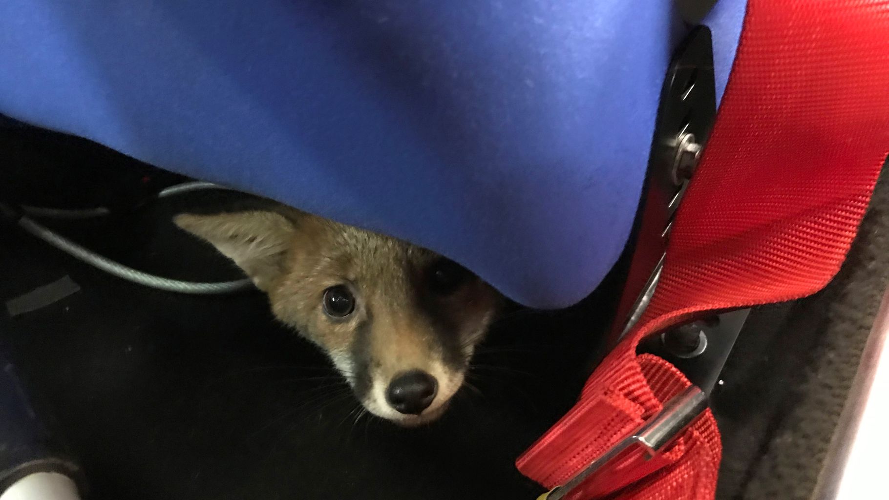 Fox rescued after 15-mile journey under seat of classic car in Sussex ...