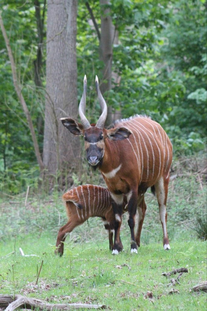 Bongo born at Watatunga Nature Reserve
