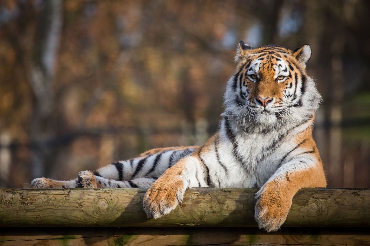 Hopes of tiger cubs at Banham Zoo