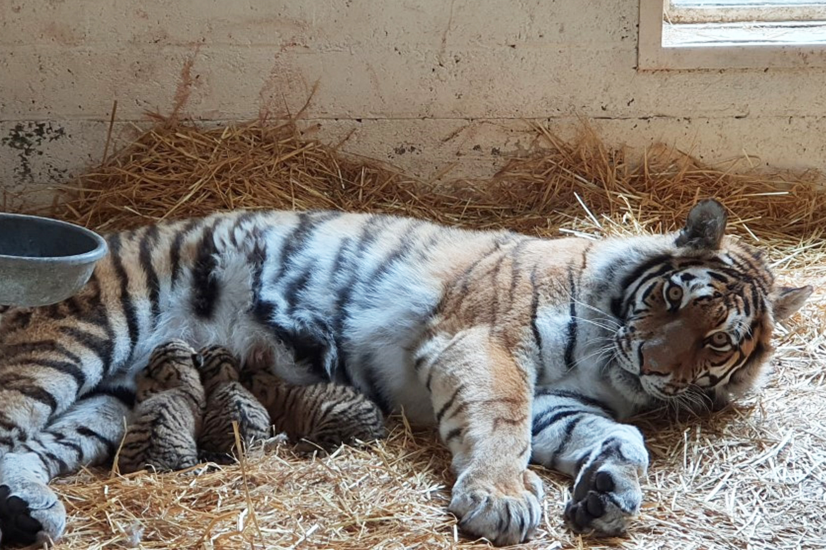 Three rare tiger cubs born at the Highland Wildlife Park | News - Clyde 1