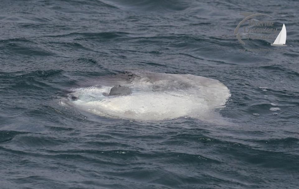 HUGE ocean sunfish spotted off coast of Cornwall
