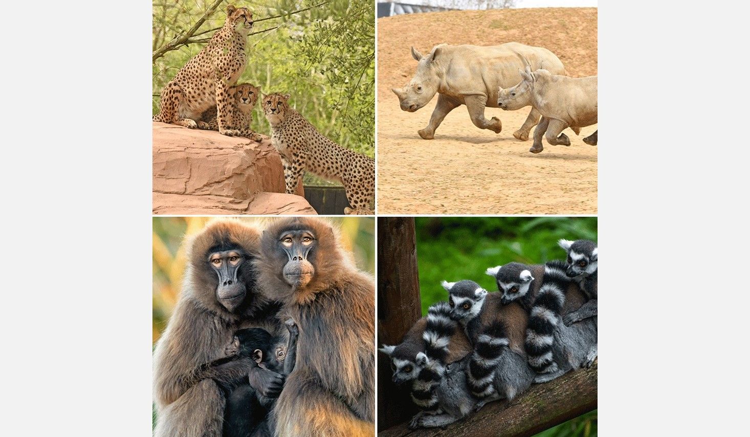 Colchester Zoo marks 58 years since first opening and welcoming visitors