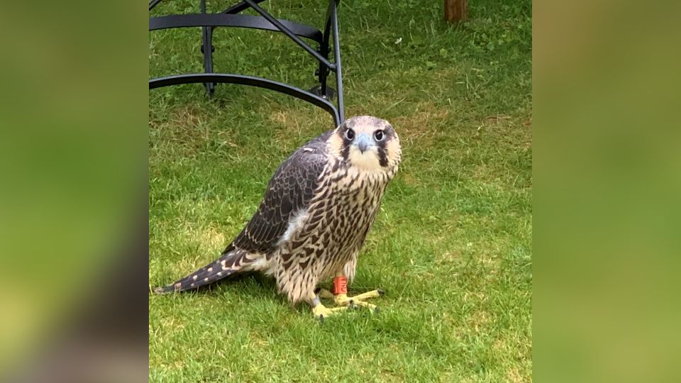Salisbury Cathedral peregrine makes museum trip after leaving the nest