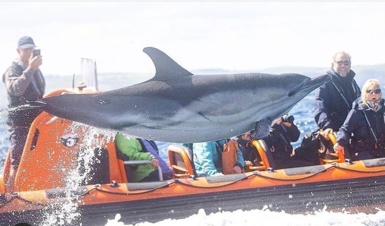 "Probably the best dolphin photo we've ever seen" taken off Cornwall