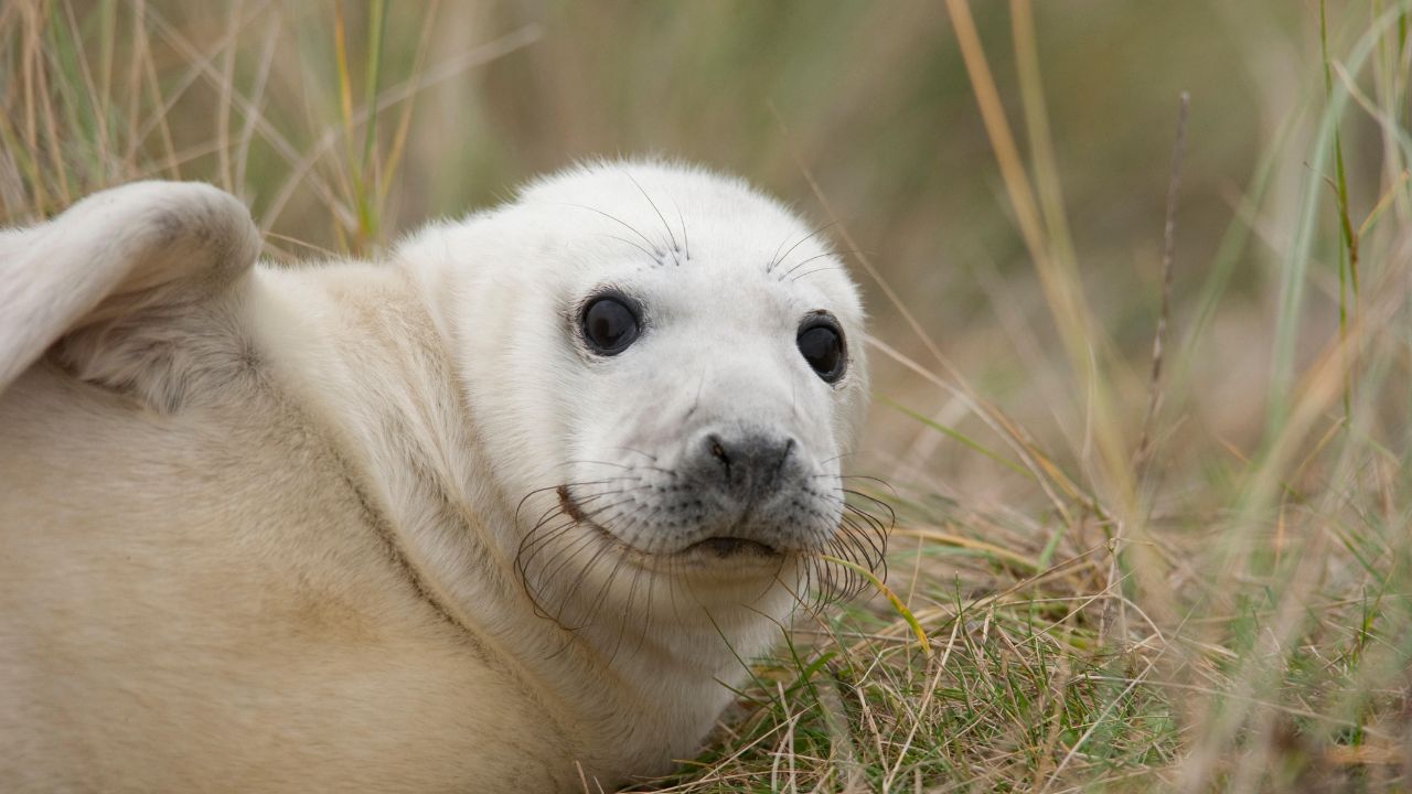 Seal pupping season has begun along Northern Ireland's coast | News ...