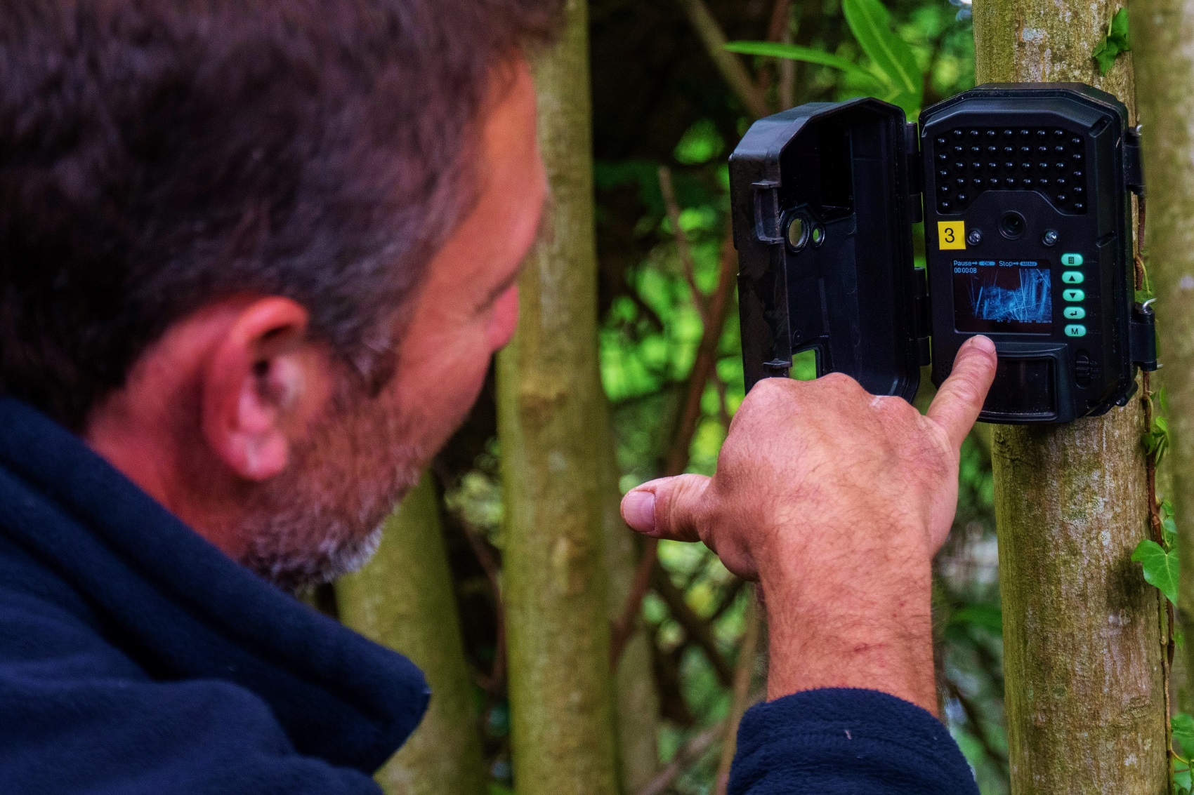 Longleat makes UK history as beavers adopt a new home