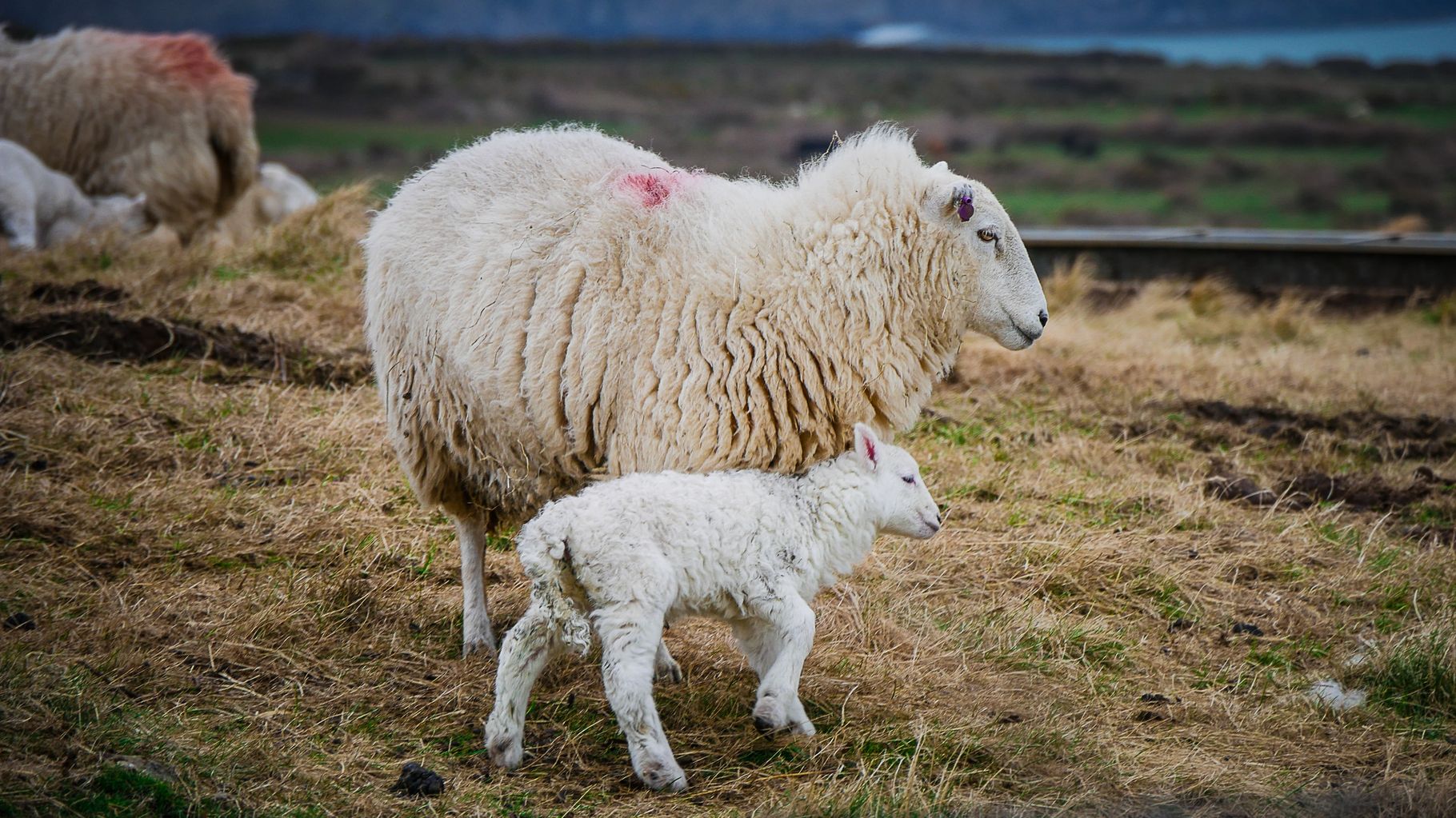 North Devon Farmer who caused lamb "unnecessary suffering" given two ...