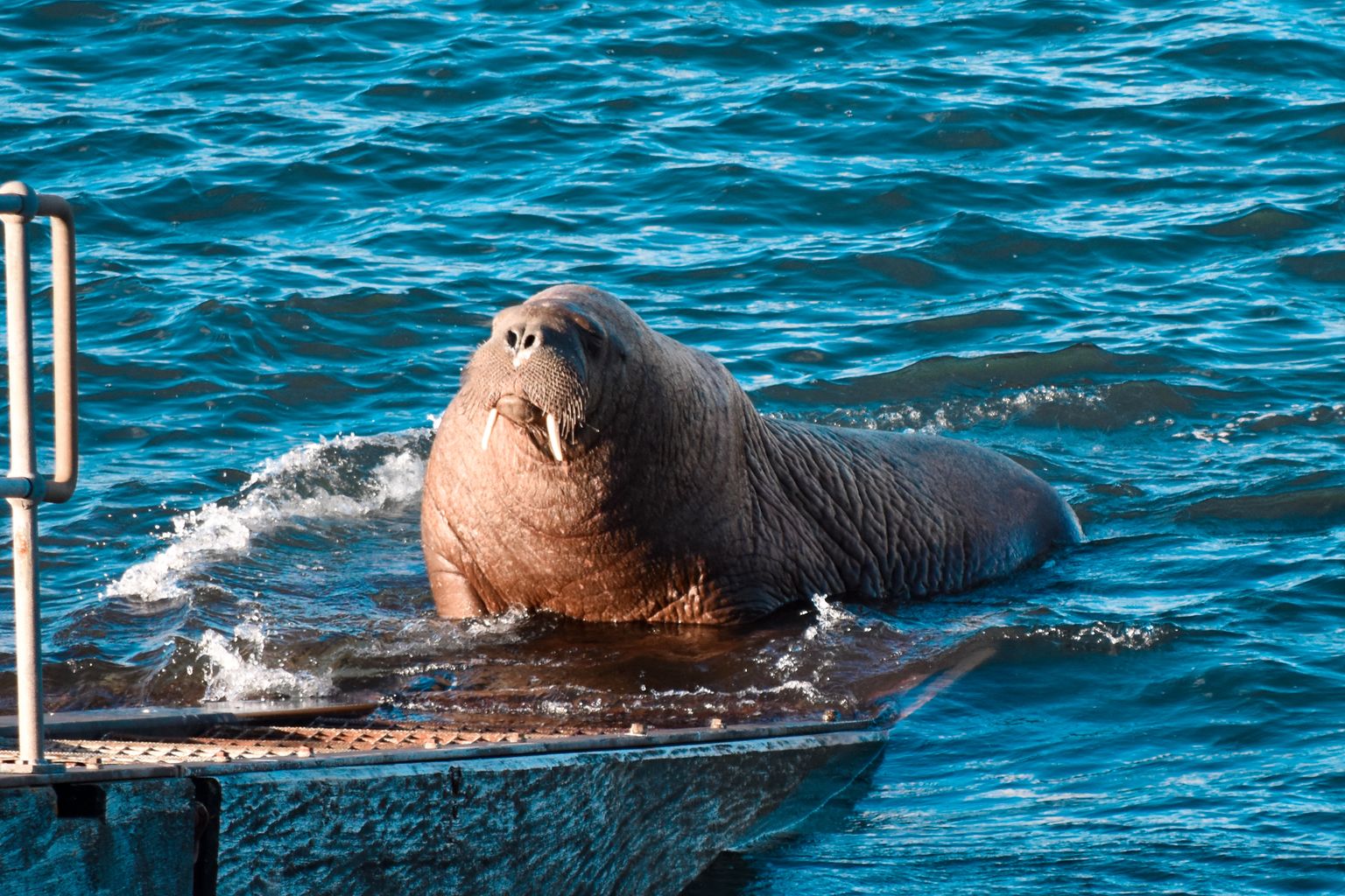 Wally the Walrus spotted off Ireland after leaving Isles of Scilly