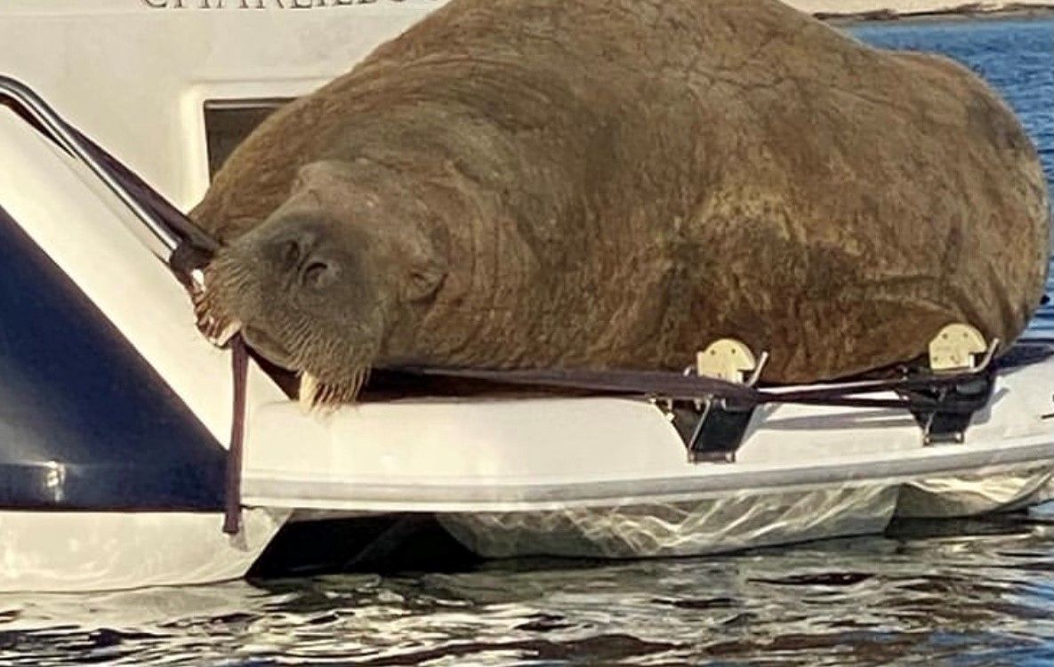 Review warns climate change and human activity is disrupting coastal ...