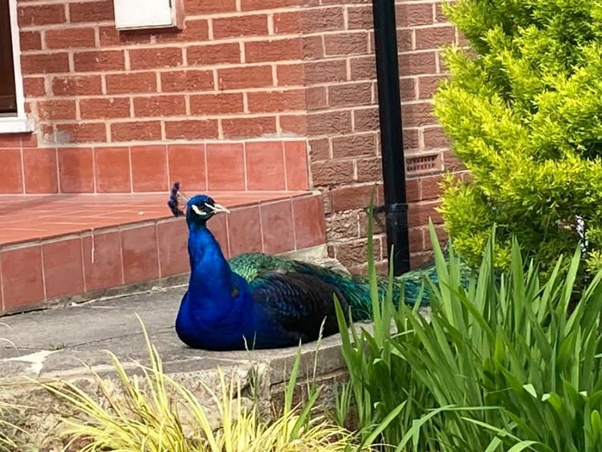 Bilton's Peter the Peacock found in Lancashire | News - Greatest Hits ...
