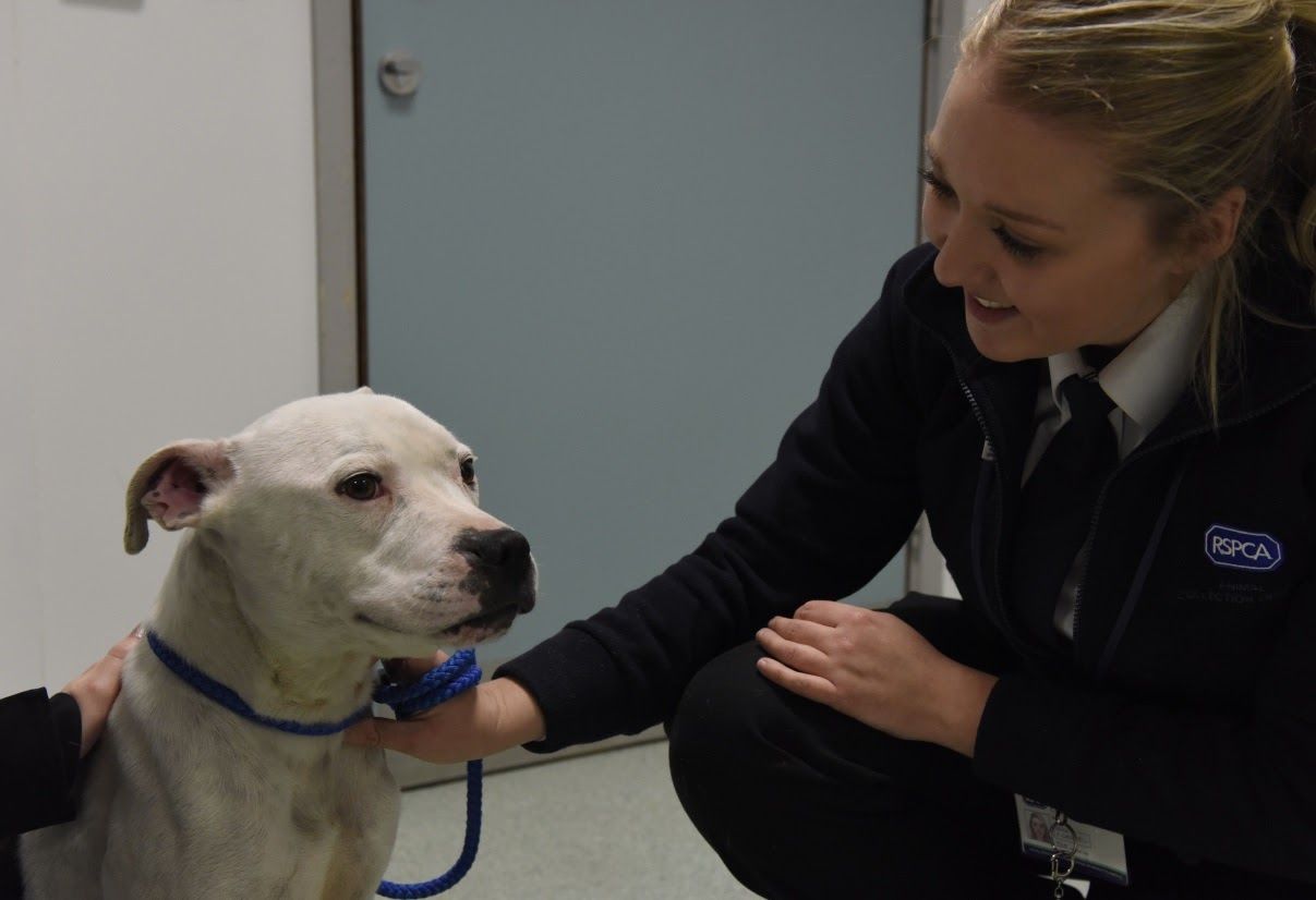 RSPCA recruits animal lovers in the east