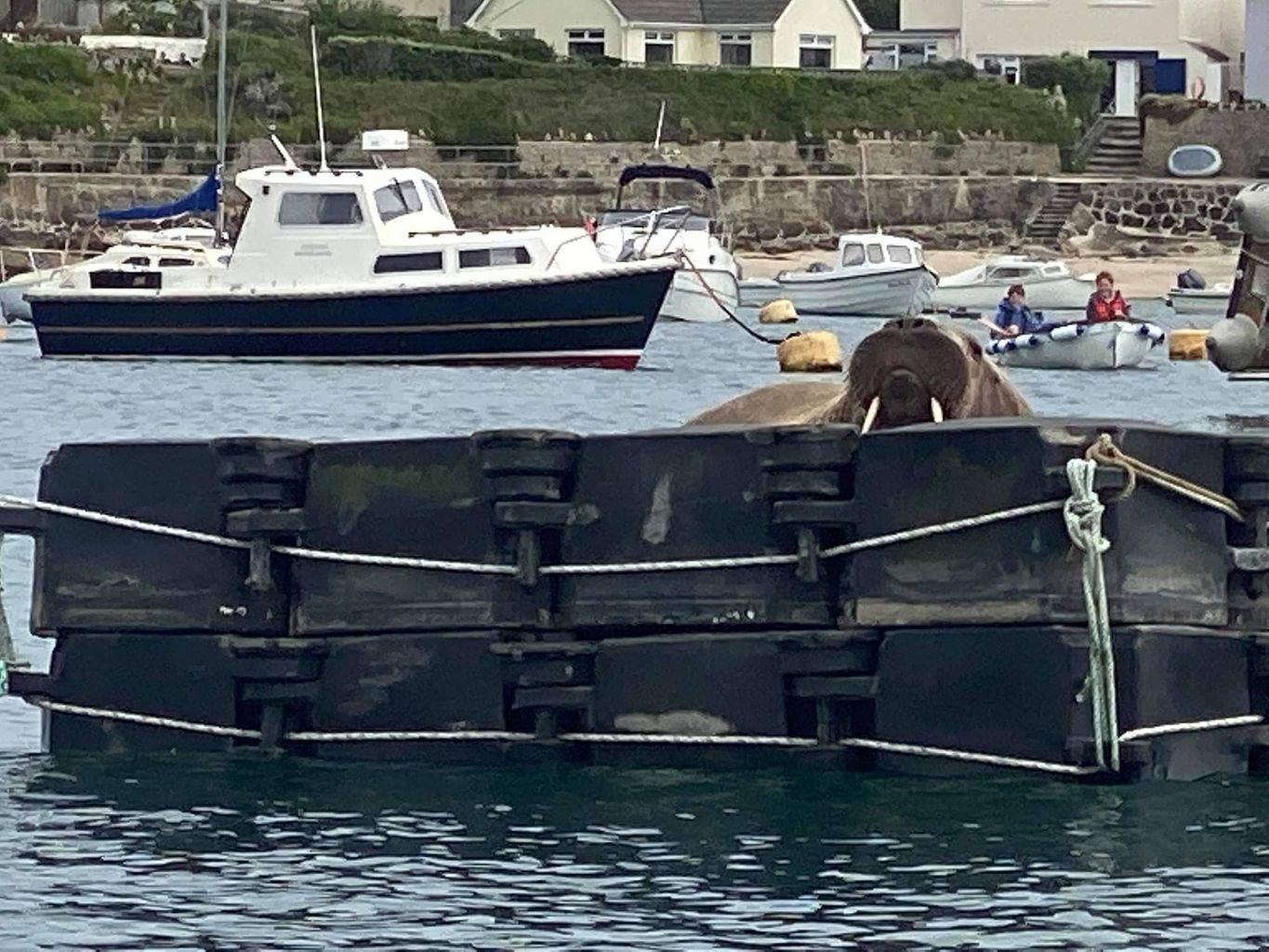 People urged to give Wally the walrus space as he relaxes on Isles of ...